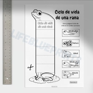 SPANISH Foldable Frog Life Cycle Learning Activity for Kids | A4 and ...
