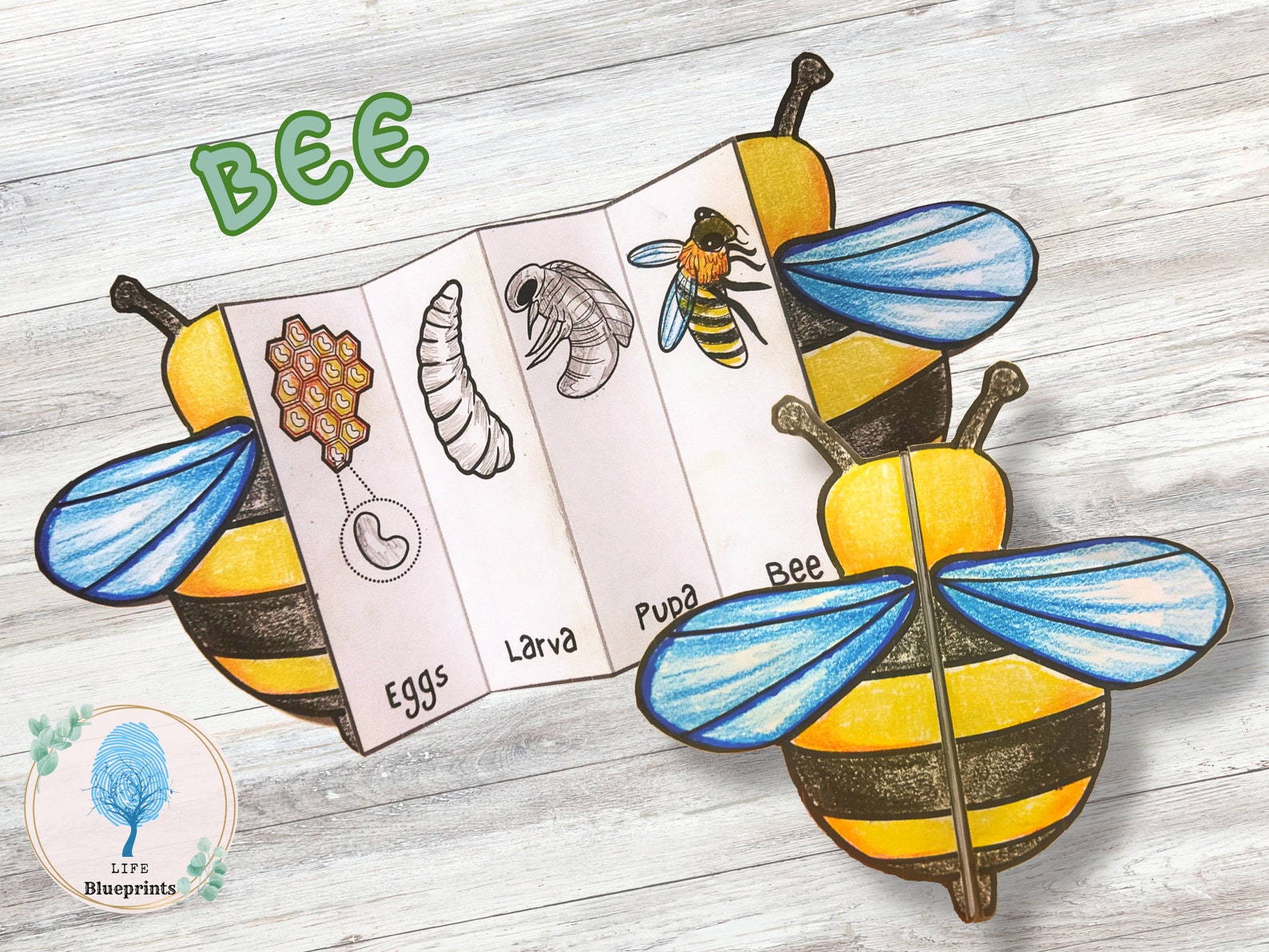INSECTS Life Cycle Bundle of 4 | Discounts With Bundle | Learning ...