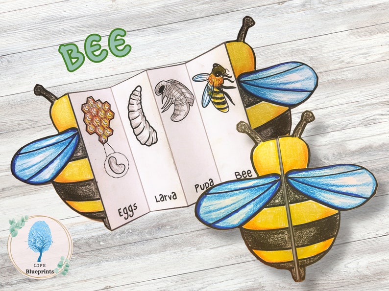 INSECTS Life Cycle Bundle of 4 Discounts With Bundle Learning Activity ...