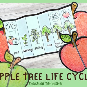 Foldable Apple Life Cycle Learning Activity for Kids A4 and 11x8.5 Inch ...