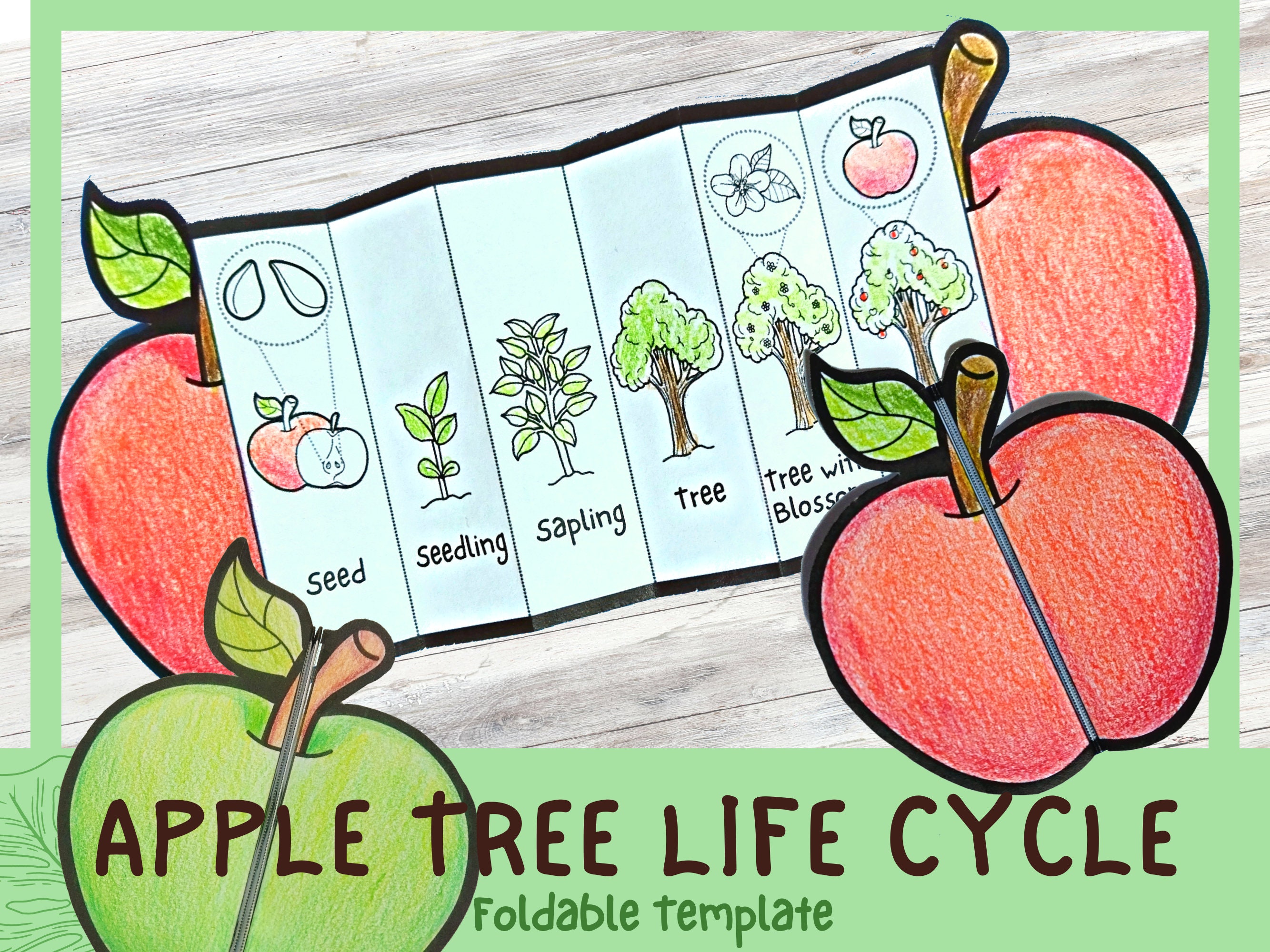 Foldable Apple Life Cycle Learning Activity for Kids A4 and - Etsy ...