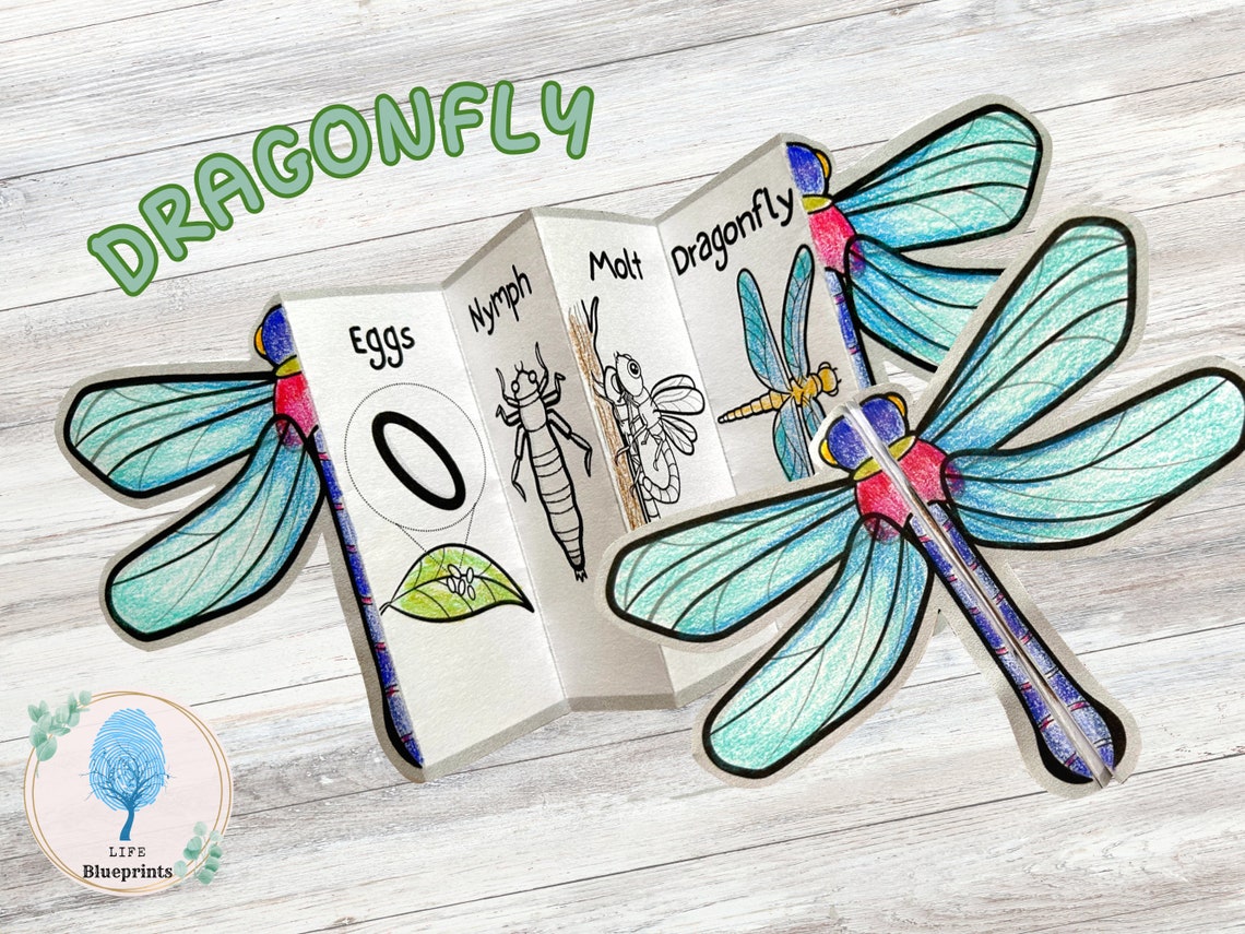 INSECTS Life Cycle Bundle of 4 Discounts With Bundle Learning Activity ...