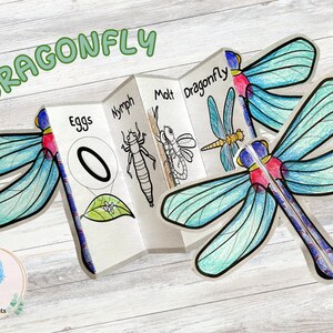 INSECTS Life Cycle Bundle of 4 | Discounts With Bundle | Learning ...