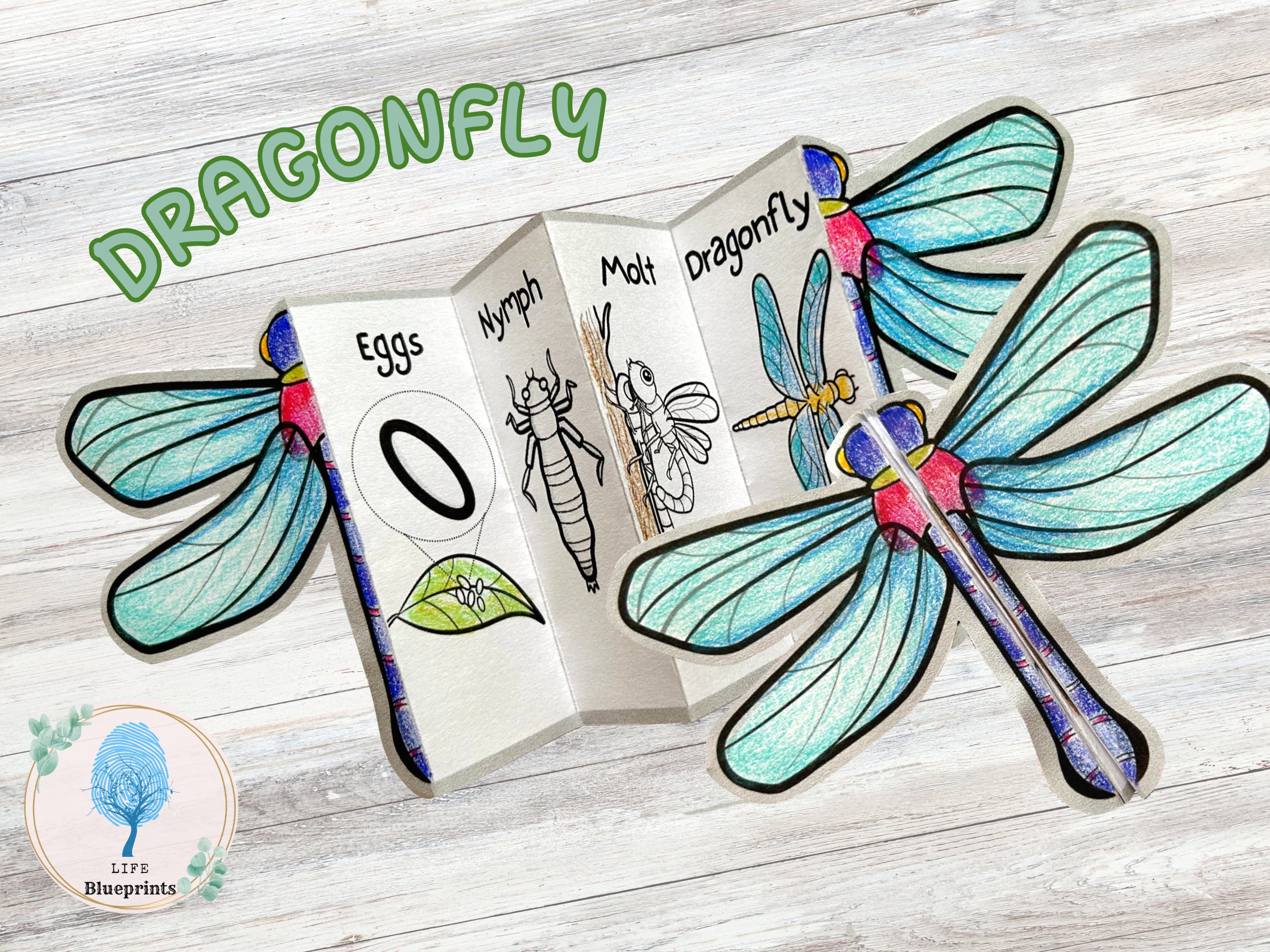 INSECTS Life Cycle Bundle of 4 Discounts With Bundle Learning Activity ...