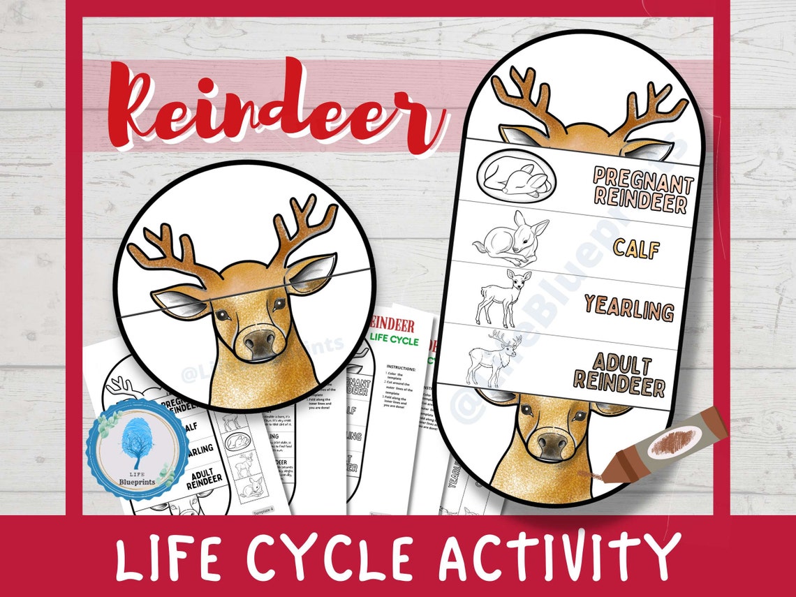 REINDEER Life Cycle Foldable Template Christmas Activities, Christmas ...