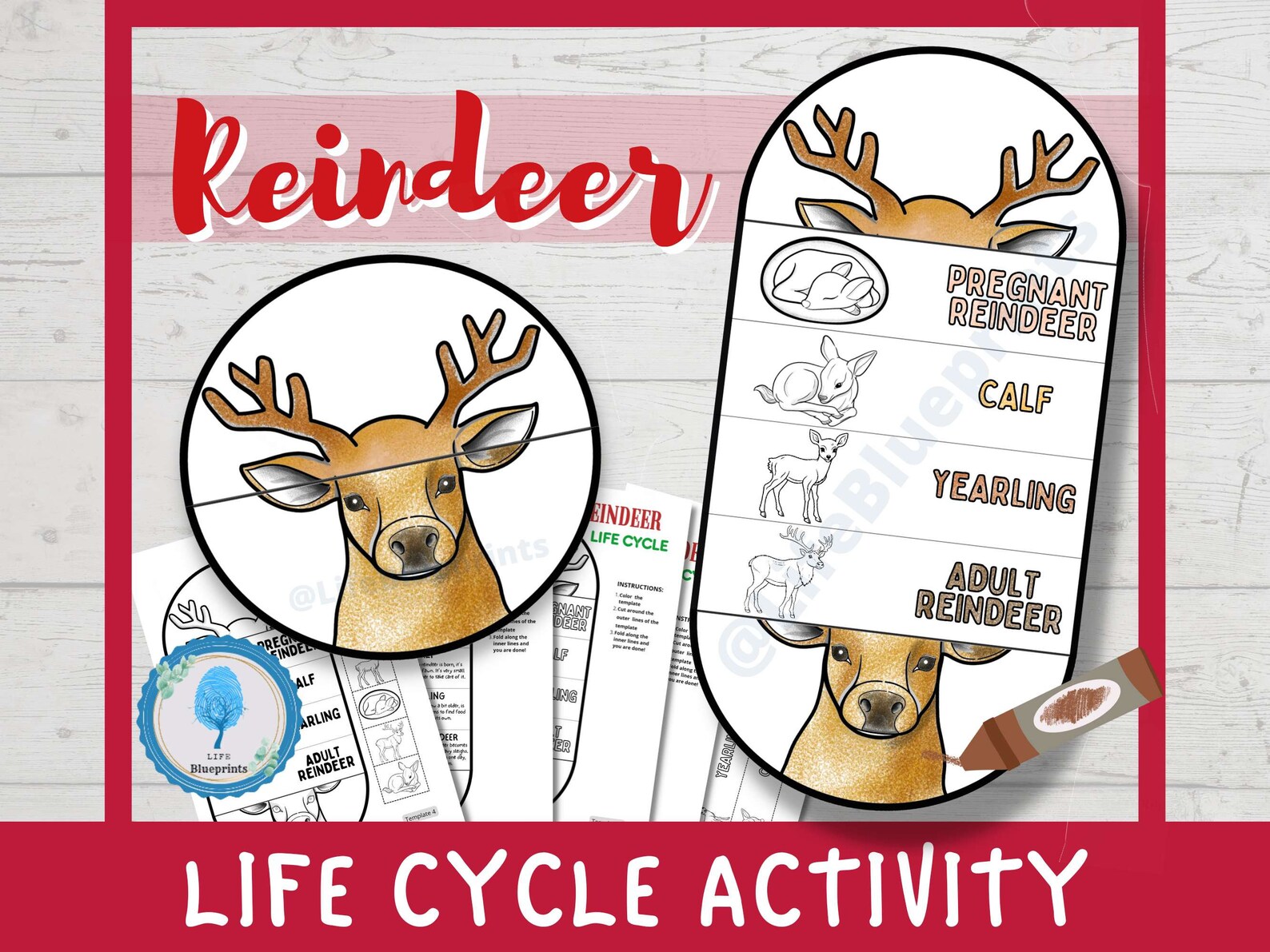 REINDEER Life Cycle Foldable Template | Christmas Activities, Christmas ...