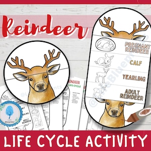 REINDEER Life Cycle Foldable Template | Christmas Activities, Christmas ...
