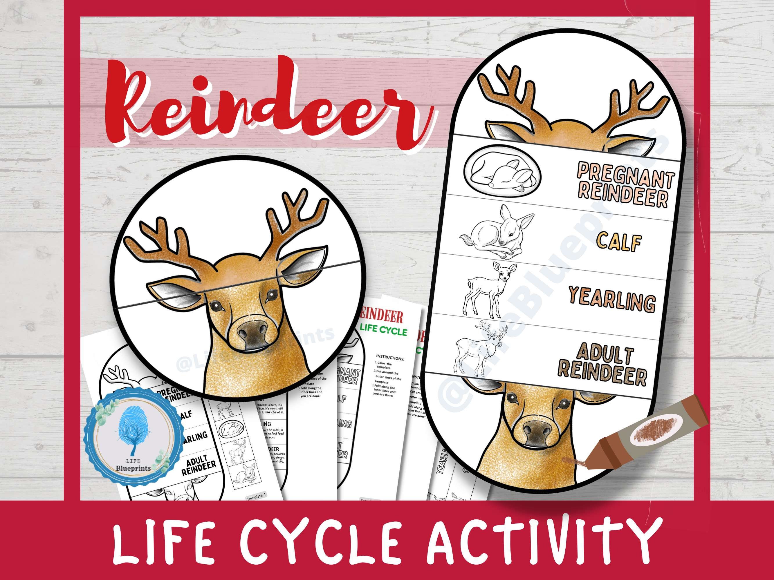 REINDEER Life Cycle Foldable Template | Christmas Activities, Christmas ...