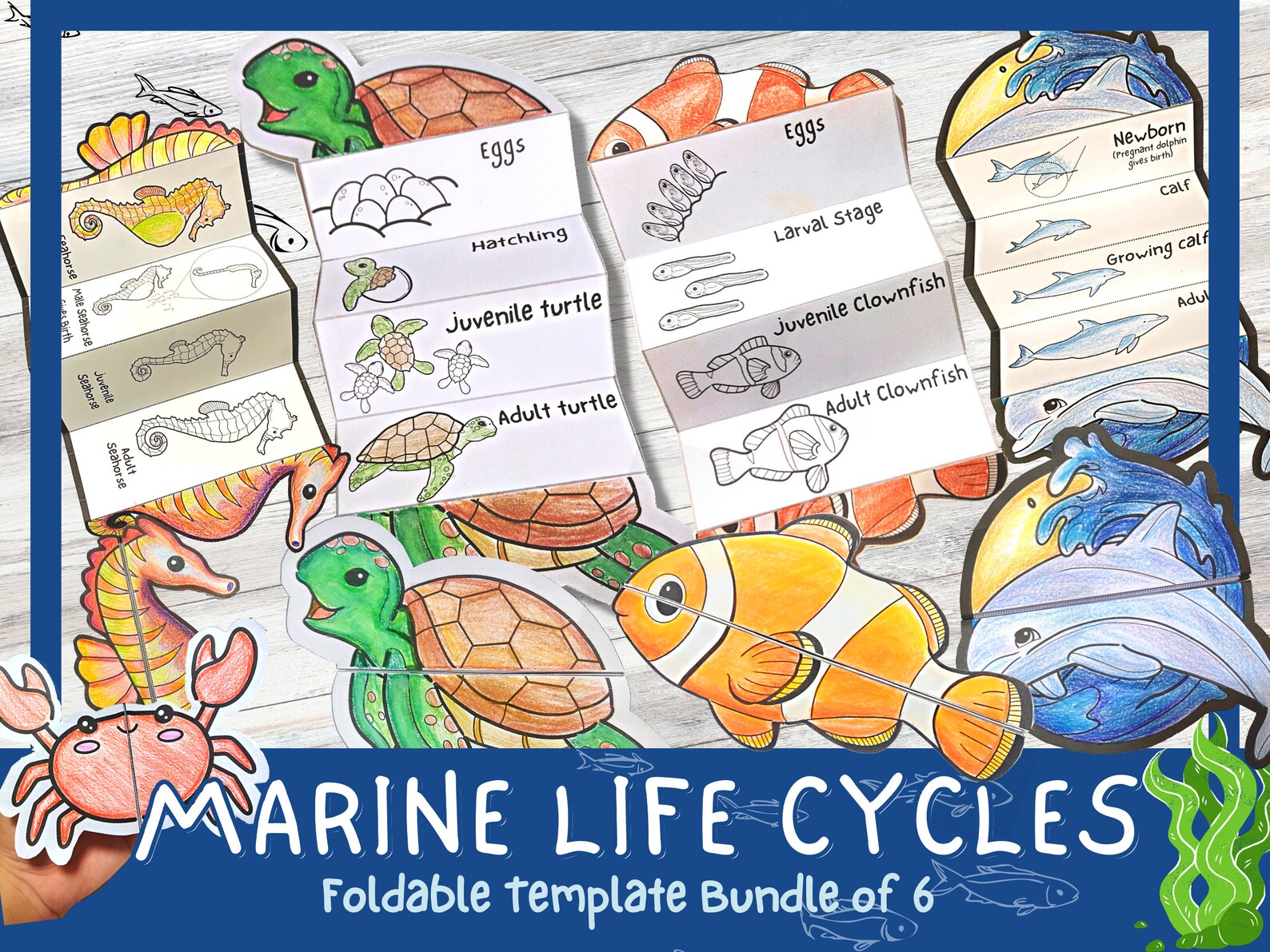 Marine Life Cycle Bundle of 6 Templates | Ocean | Discounts With Bundle ...