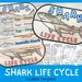 Life Cycle of a Shark Science Activity for Kids | Foldable Craft ...