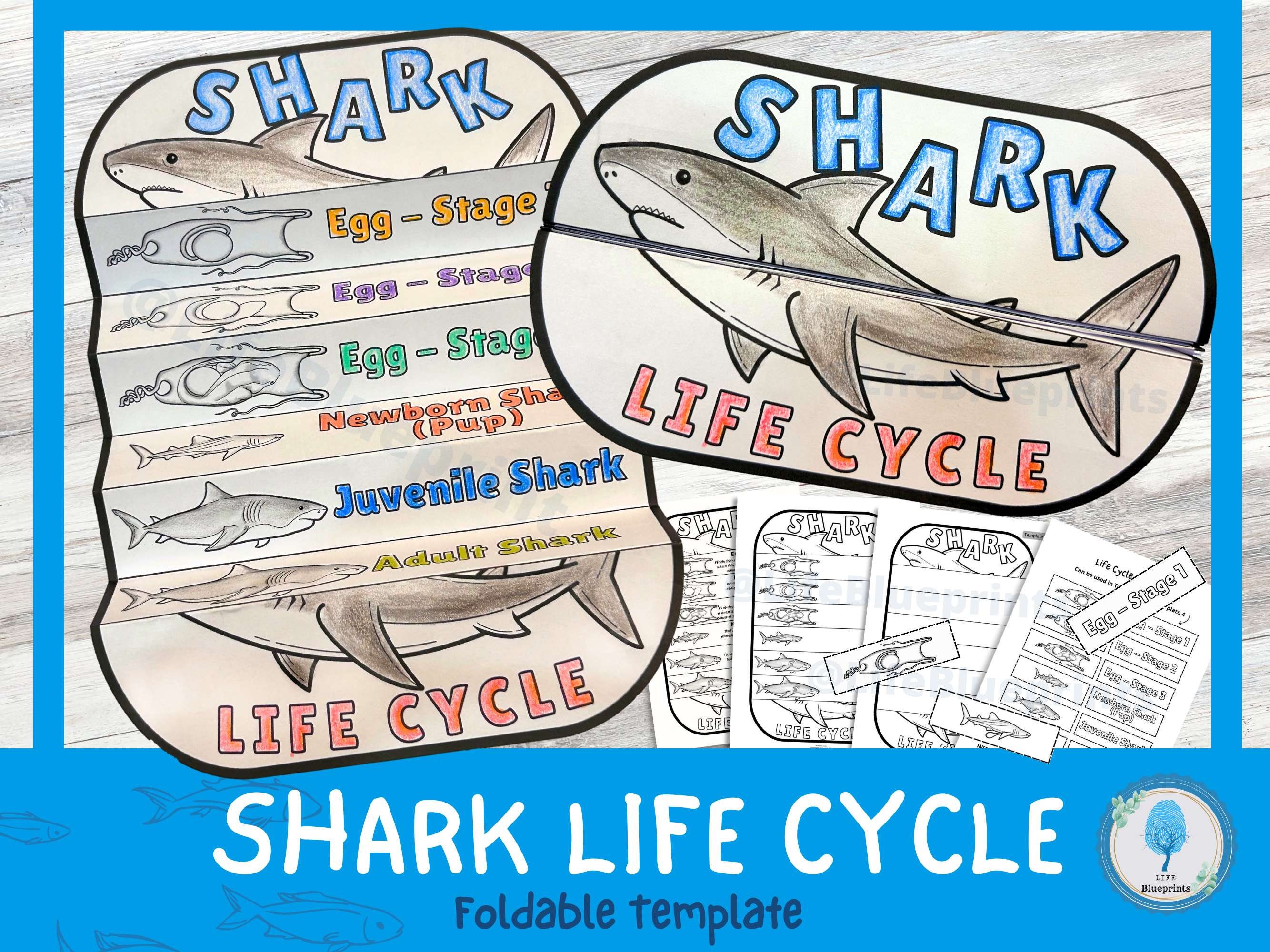 Life Cycle of a Shark Science Activity for Kids | Foldable Craft ...