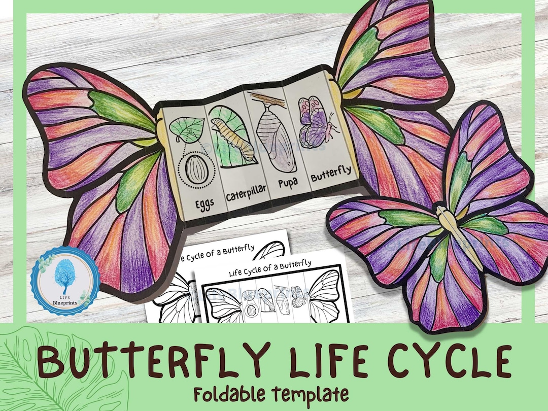 Foldable Butterfly Life Cycle Learning Activity for Kids | A4 and 11x8 ...