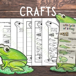 Frog Life Cycle Unit Study Poster, Flashcards, Lesson Plan Nature Study ...