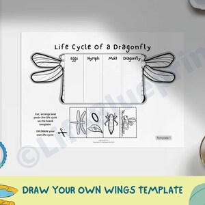 Foldable Dragonfly Life Cycle Learning Activity for Kids | A4 and 11x8 ...