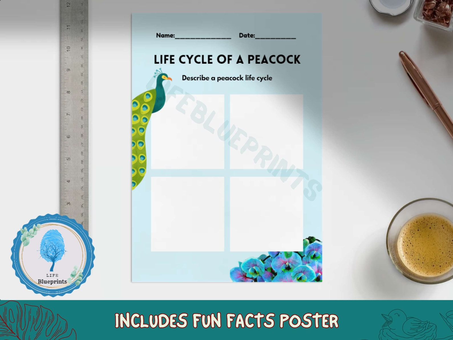 Foldable Peacock Life Cycle Learning Activity for Kids | Bird Unit ...