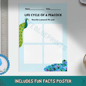 Foldable Peacock Life Cycle Learning Activity for Kids | Bird Unit ...