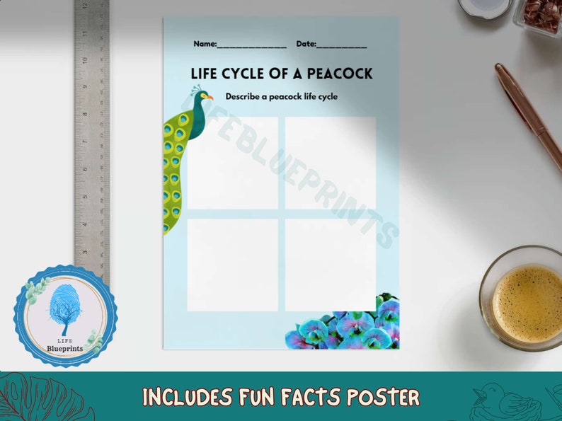 Foldable Peacock Life Cycle Learning Activity for Kids | Bird Unit ...