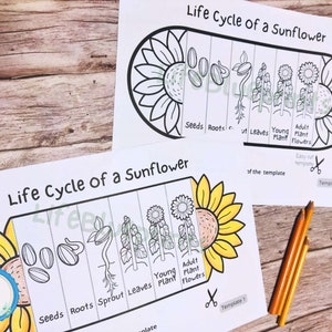 Foldable Sunflower Life Cycle Learning Activity for Kids | A4 and 11x8 ...