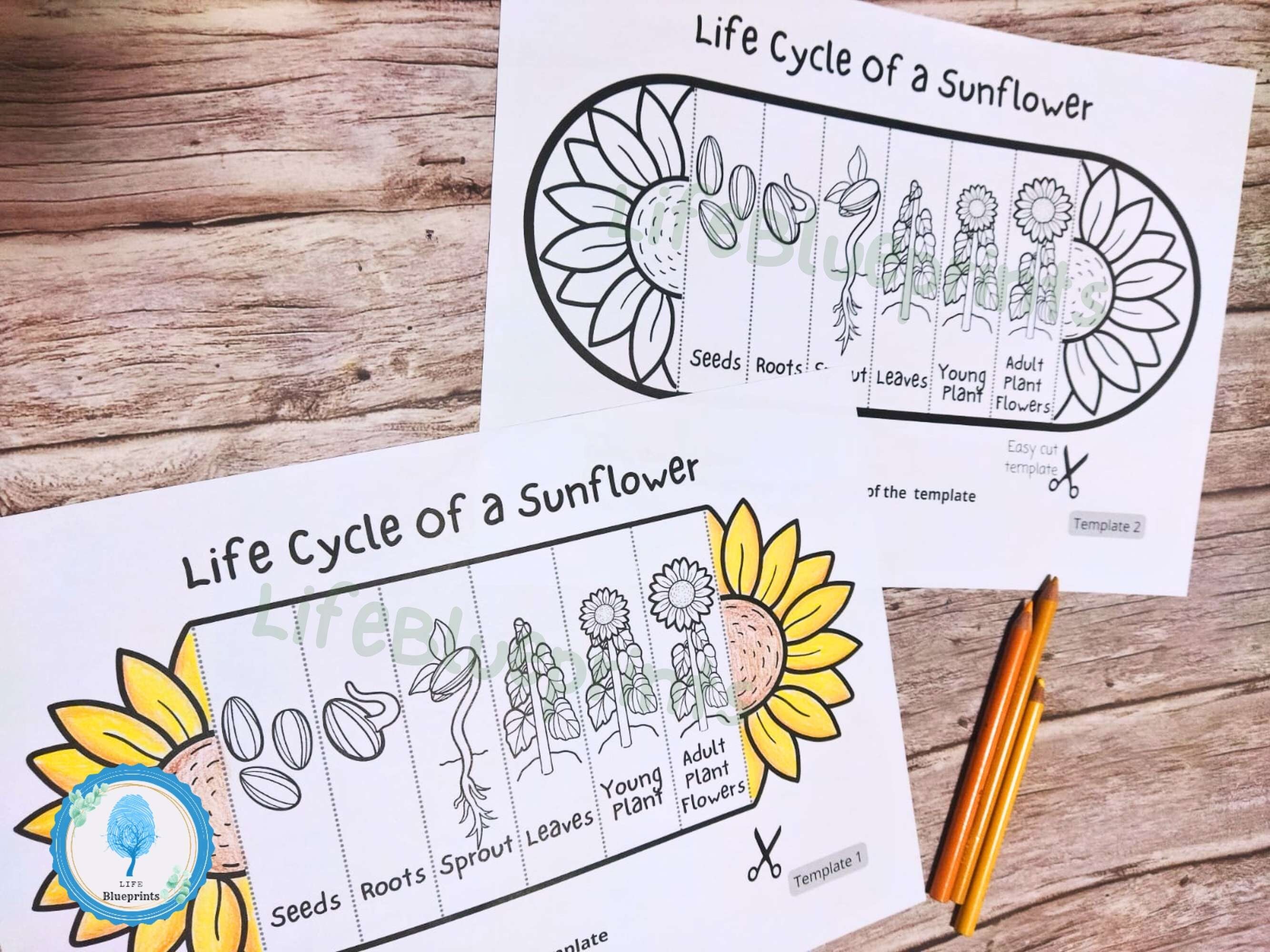 Foldable Sunflower Life Cycle Learning Activity for Kids | A4 and 11x8 ...