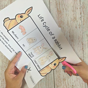 SPANISH Rabbit Life Cycle Foldable Learning Activity for Kids | A4 and ...