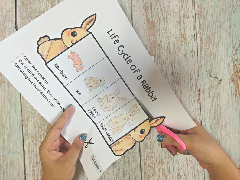 SPANISH Rabbit Life Cycle Foldable Learning Activity for Kids | A4 and ...