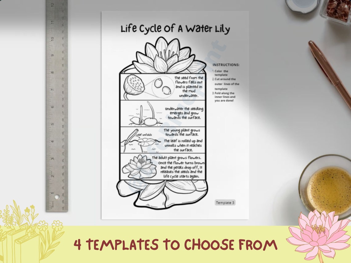 Foldable Water Lily Life Cycle Learning Activity for Kids - Etsy