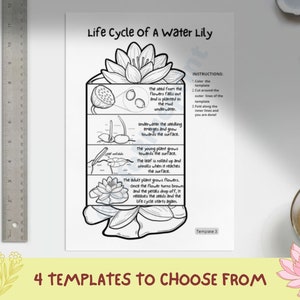 Foldable Water Lily Life Cycle Learning Activity for Kids - Etsy