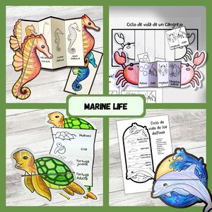 SPANISH Foldable Life Cycle Bundle of 20 Templates Discounts With ...