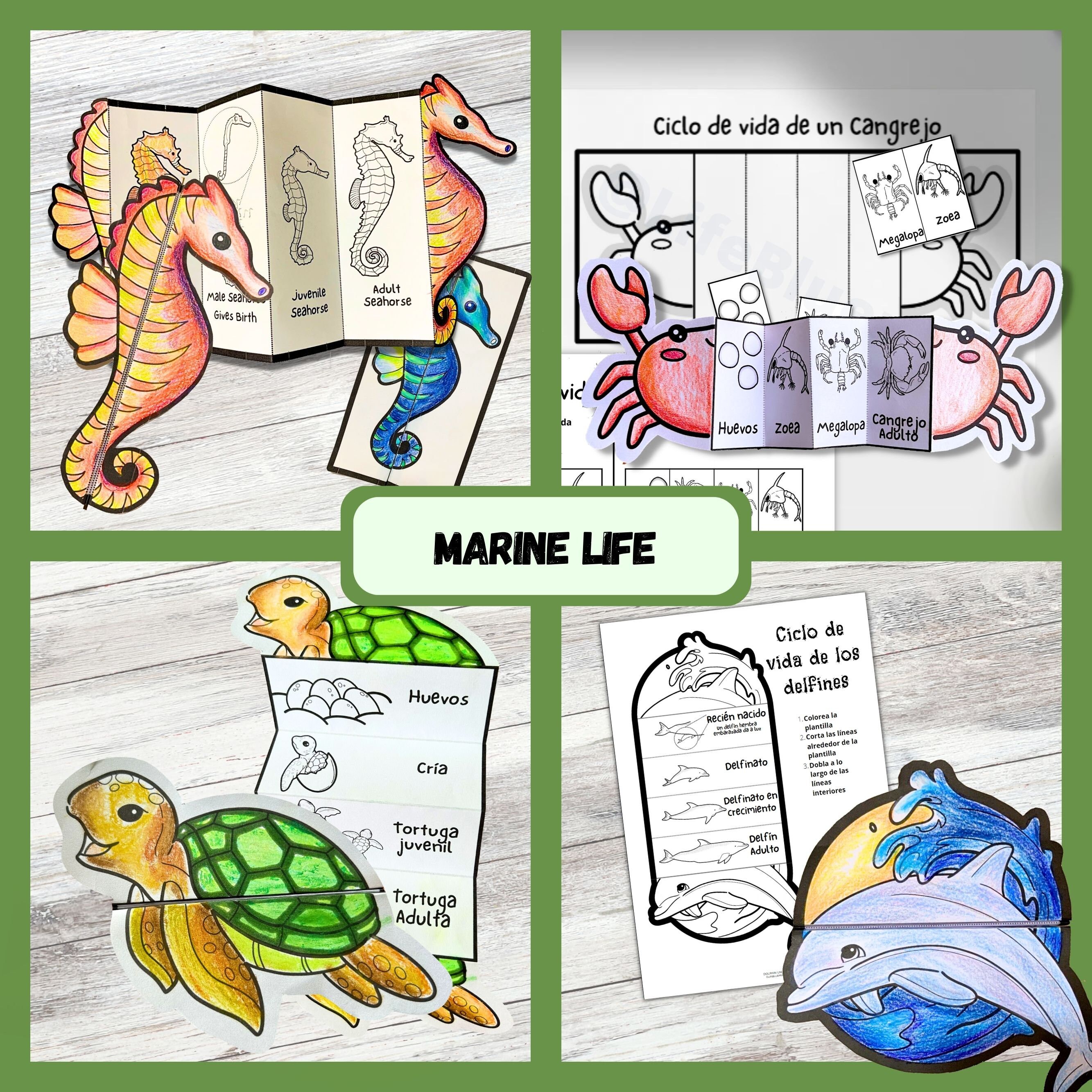 SPANISH Foldable Life Cycle Bundle of 20 Templates Discounts With ...