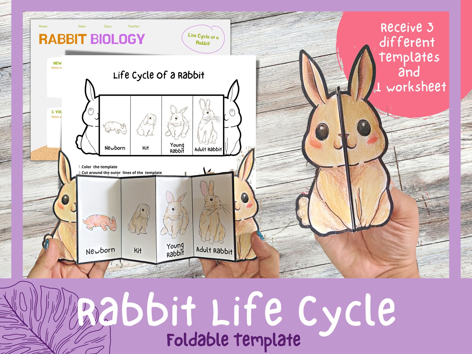 Rabbit Life Cycle Foldable Learning Activity for Kids A4 and 11x8.5 ...
