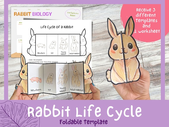 Rabbit Life Cycle Foldable Learning Activity for Kids A4 and - Etsy