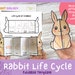 Rabbit Life Cycle Foldable Learning Activity for Kids A4 and 11x8.5 ...