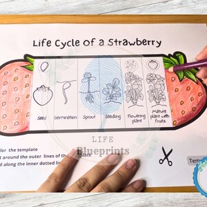 Foldable Strawberry Life Cycle Learning Activity for Kids | A4 and 11x8 ...