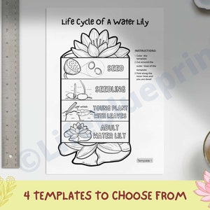 Foldable Water Lily Life Cycle Learning Activity for Kids | Plant Study ...
