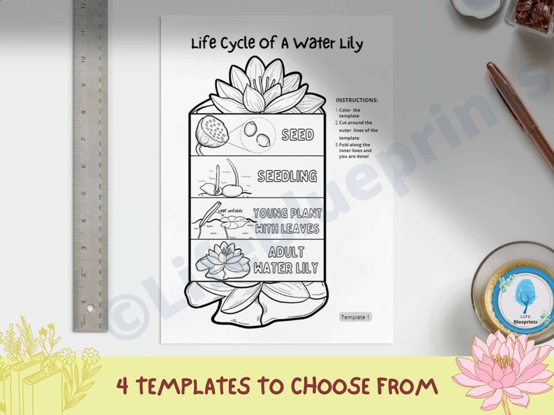 Foldable Water Lily Life Cycle Learning Activity for Kids | Plant Study ...