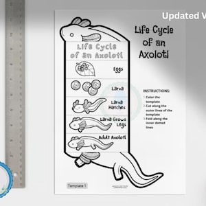 Axolotl Life Cycle Foldable | Amphibian Life Cycle Learning Activity ...