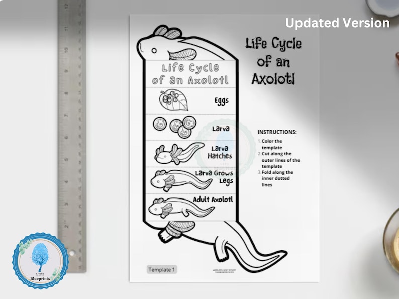 Ciclo de vida del ajolote plegable / Actividad de aprendizaje del ciclo ...