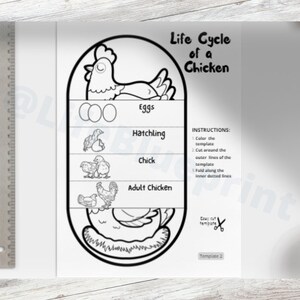 Foldable Chicken Life Cycle Learning Activity for Kids A4 | Etsy