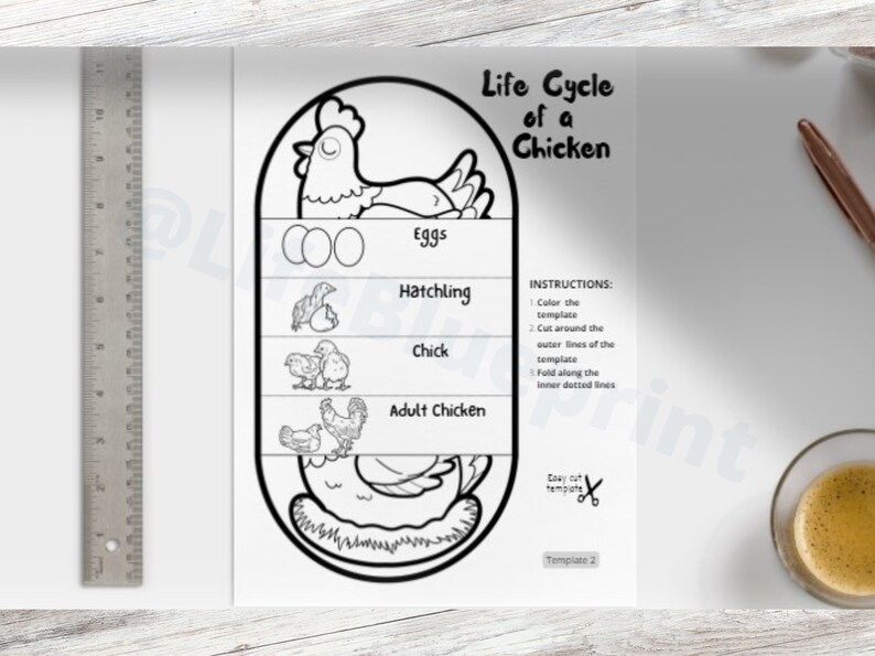 Foldable Chicken Life Cycle Learning Activity for Kids A4 | Etsy