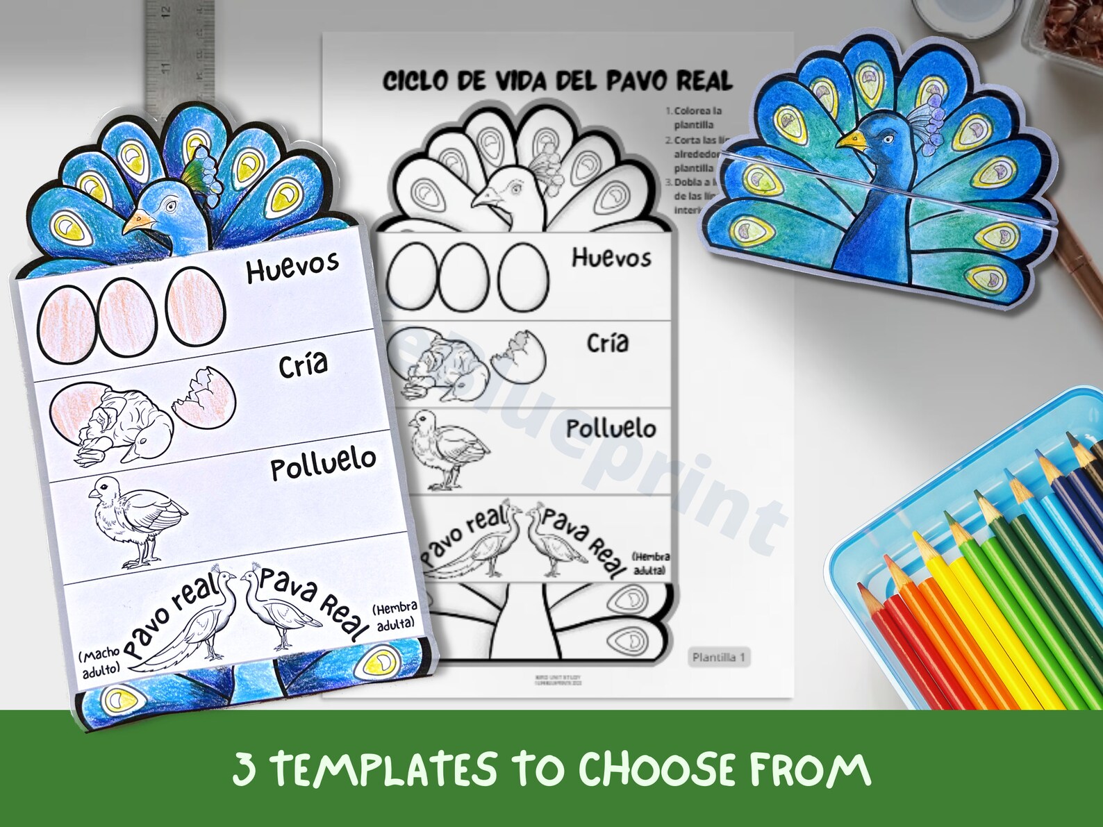 SPANISH Bird Life Cycle Bundle of 6 Templates Duck, Chicken, Penguin ...