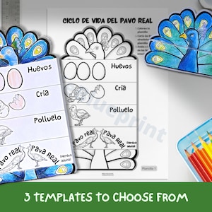 SPANISH Bird Life Cycle Bundle of 6 Templates | Duck, Chicken, Penguin ...