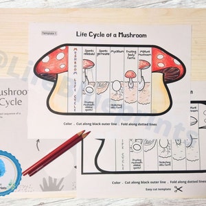 Foldable Mushroom Life Cycle Learning Activity for Kids | A4 and 11x8.5 ...