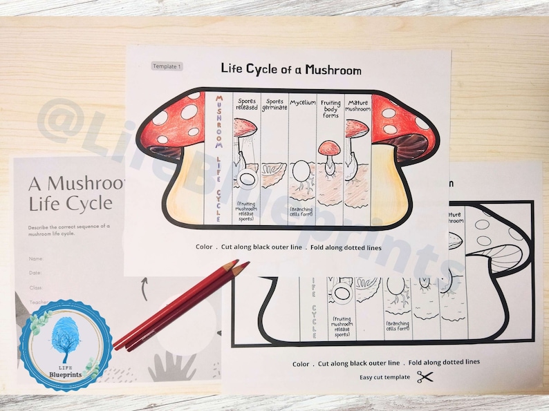 Foldable Mushroom Life Cycle Learning Activity for Kids | A4 and 11x8.5 ...