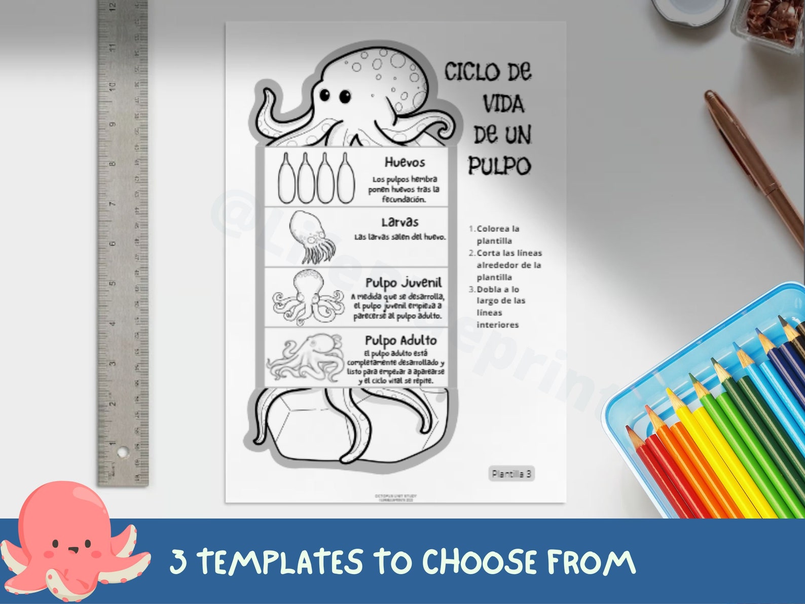 SPANISH Octopus Life Cycle Learning Activity for Kids - Etsy