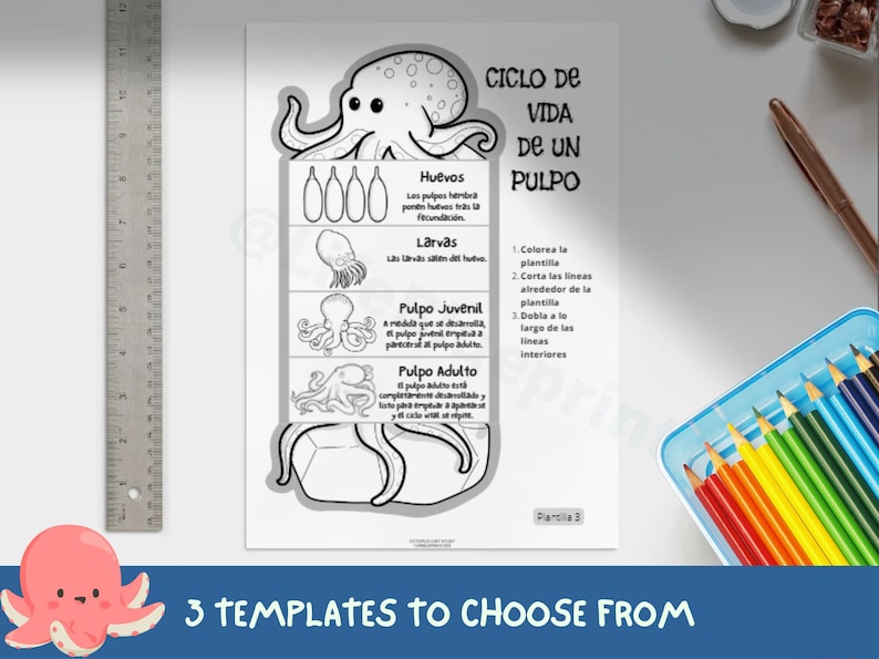SPANISH Octopus Life Cycle Learning Activity for Kids - Etsy