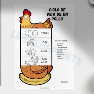 SPANISH Chicken Life Cycle Learning Activity for Kids | A4 and 11x8.5 ...
