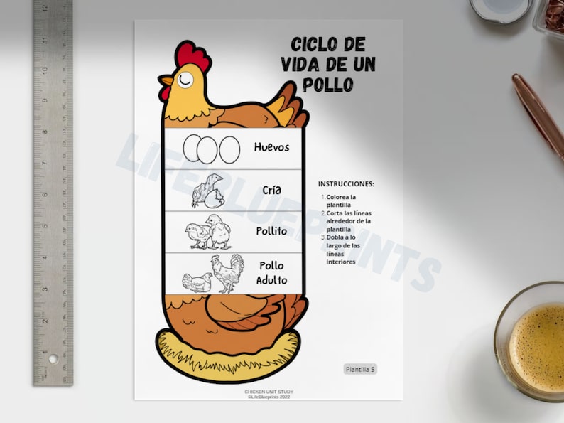 Actividad de aprendizaje del ciclo de vida del pollo en ESPAÑOL para ...