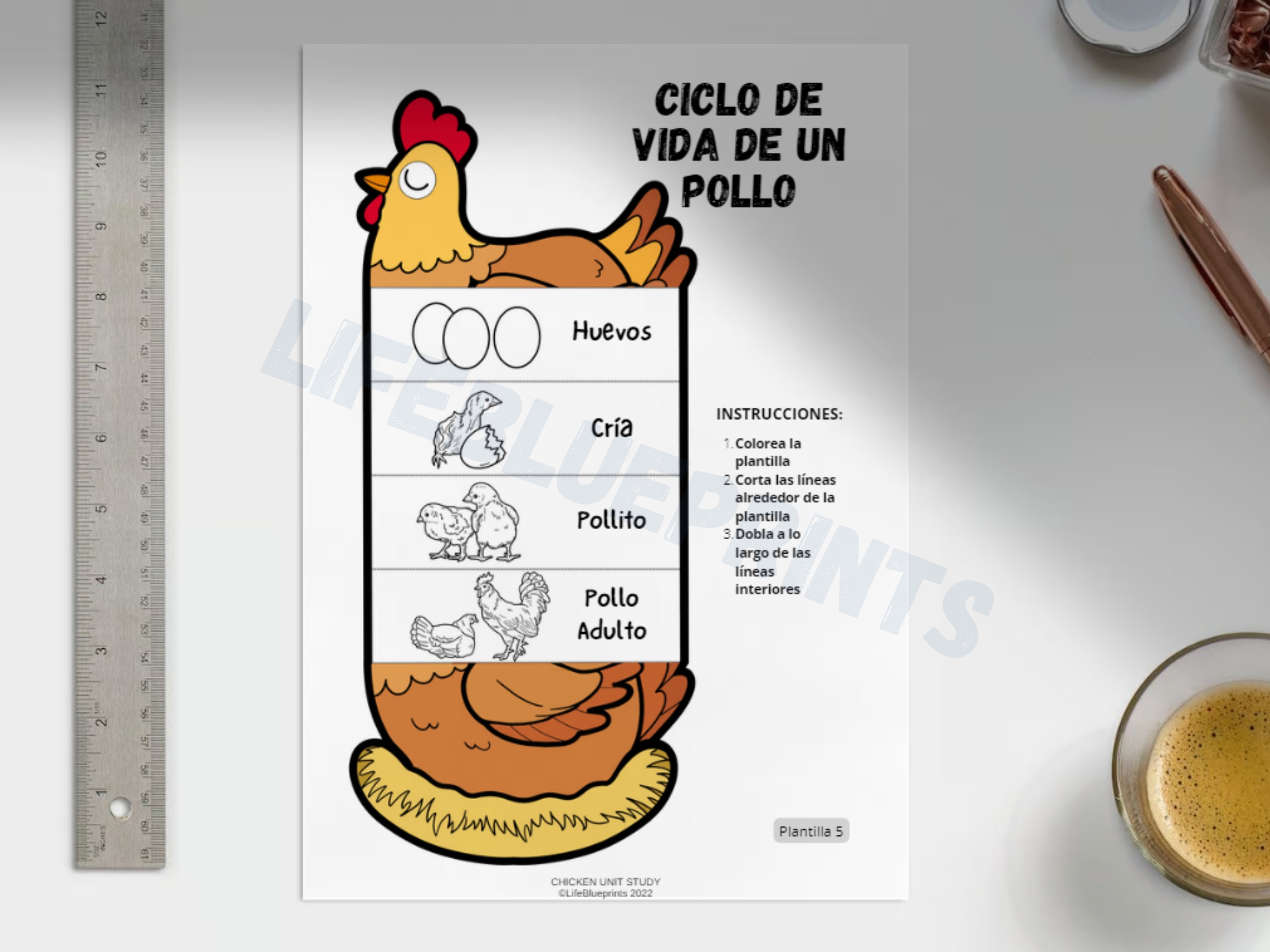 Ciclo De Vida Del Pollo Para Niños