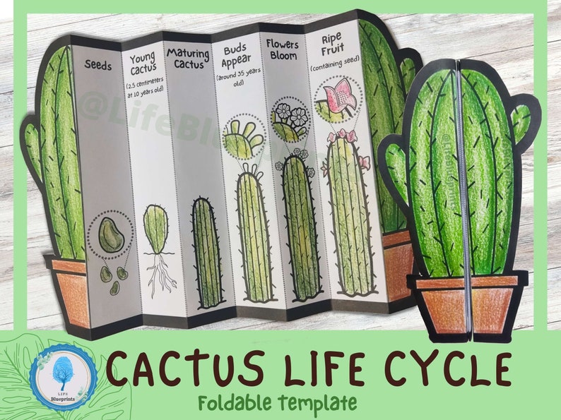 Cactus Life Cycle Learning Activity for Kids | A4 and 11x8.5 Inch ...