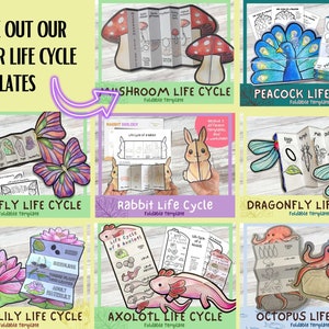 PINE TREE Life Cycle Foldable Templates | Christmas Tree Life Cycle ...